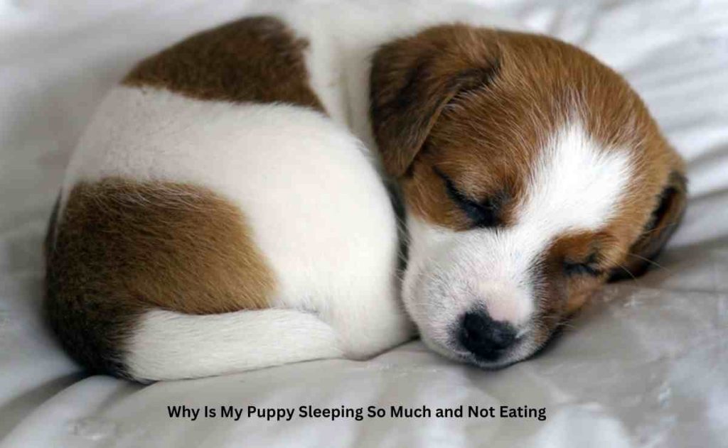 Why Is My Puppy Sleeping So Much and Not Eating? | Puppy Aware