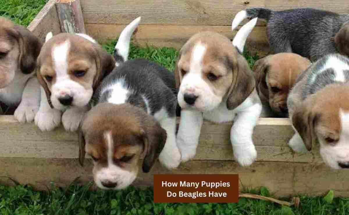 How Many Puppies Do Beagles Have? | Puppy Aware