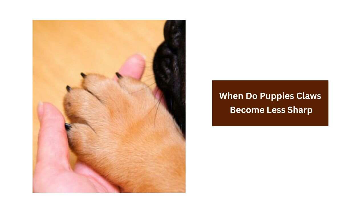 When Do Puppies Claws Become Less Sharp? | Puppy Aware