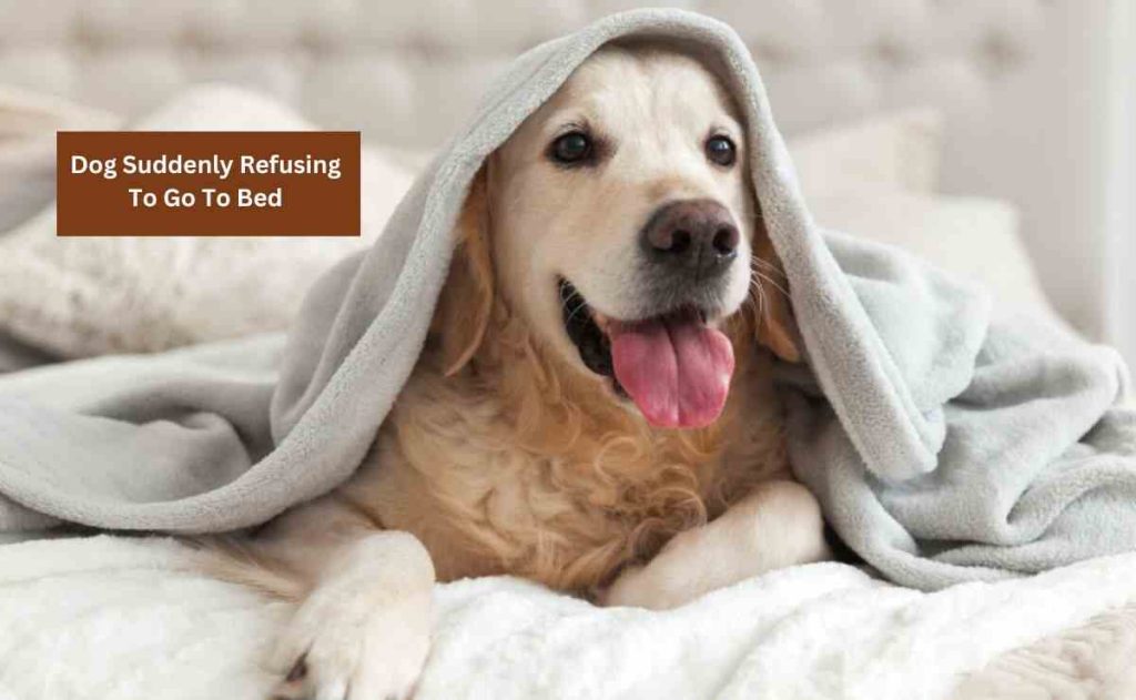 Dog Suddenly Refusing To Go To Bed – Causes & Solutions | Puppy Aware