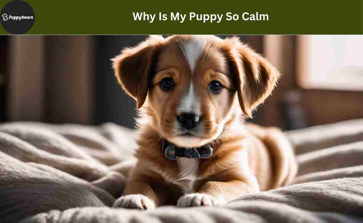 Why Is My Puppy So Calm? Top 7 Reasons | Puppy Aware