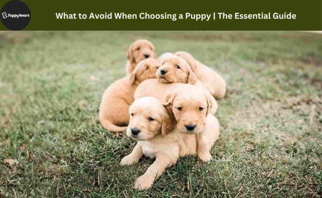 What to Avoid When Choosing a Puppy | The Essential Guide | Puppy Aware