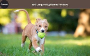 150 Unique Dog Names for Boys | Puppy Aware