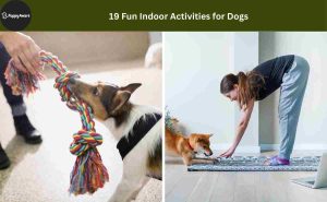 19 Fun Indoor Activities for Dogs: Keep Your Pup Happy and Active ...