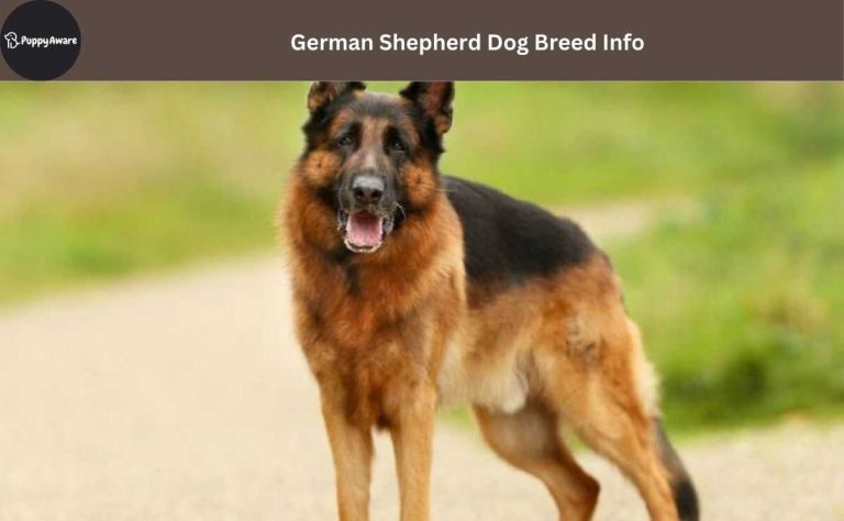German Shepherd Dog Breed Info | Puppy Aware