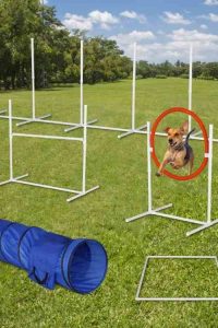 19 Fun Indoor Activities for Dogs: Keep Your Pup Happy and Active ...