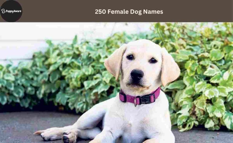 250 Cute Female Dog Names | Puppy Aware