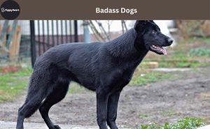 90 Unique Badass Dog Names |Naming The Fearless Dogs | Puppy Aware