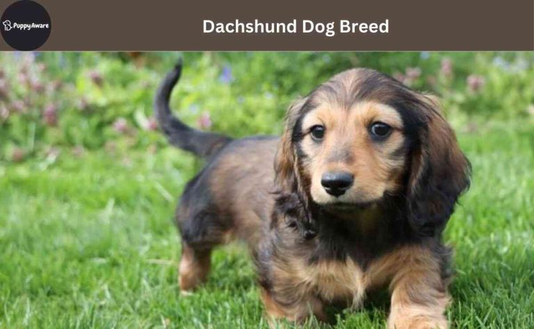 Dachshund Dog Breed Info : Know About the Badger Dog | Puppy Aware