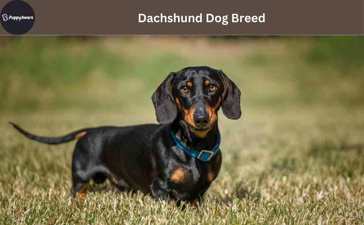 Dachshund Dog Breed Info : Know About the Badger Dog | Puppy Aware