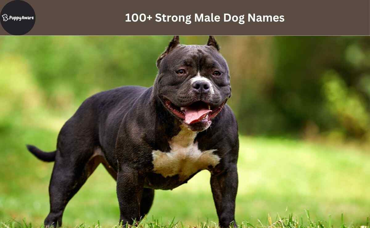 100+ Strong Male Dog Names: Guide for Naming Powerful Pups | Puppy Aware