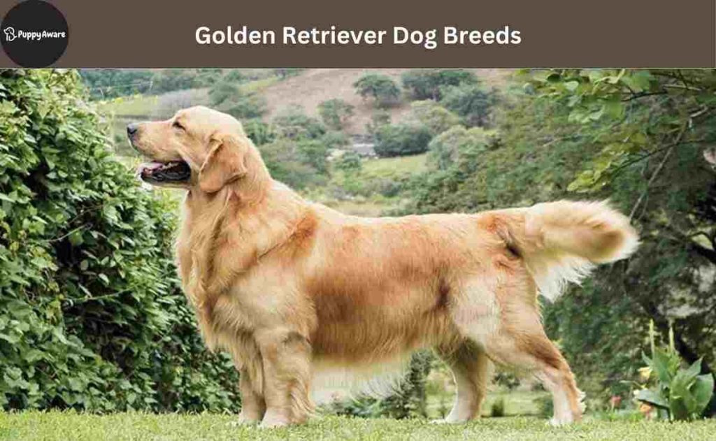 Golden Retriever Dog Breeds - Most Beloved Family Dog | Puppy Aware