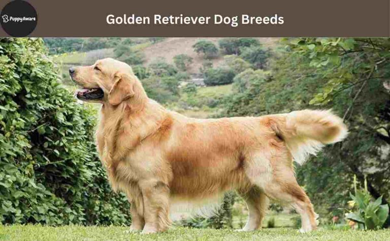 Golden Retriever Dog Breeds - Most Beloved Family Dog | Puppy Aware